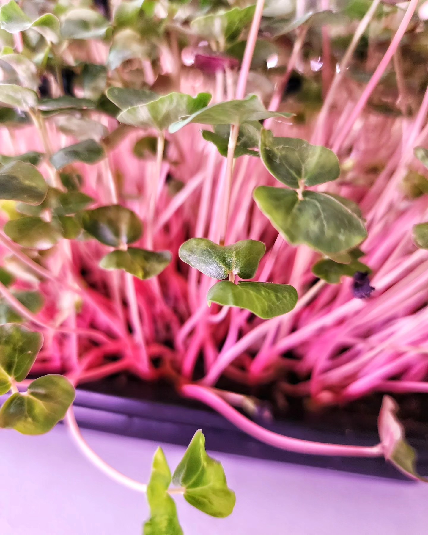 Microgreen Varieties – Mighty Lil' Microgreens